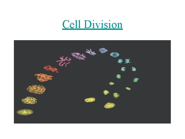 Chapter 12 The Cell Cycle Cell Division Zebra