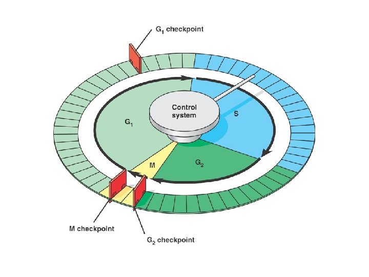 Chapter 12 The Cell Cycle Cell Division Zebra