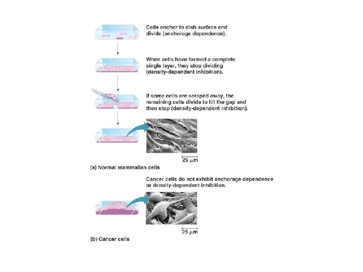 Chapter 12 The Cell Cycle Cell Division Zebra