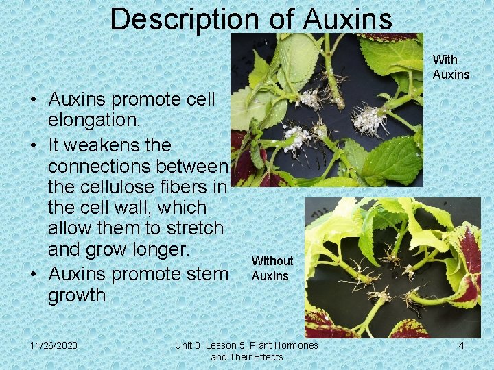 Unit 3 Lesson 5 Plant Hormones and Their