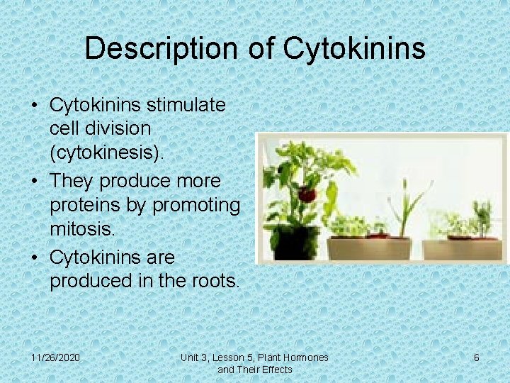 Unit 3 Lesson 5 Plant Hormones and Their