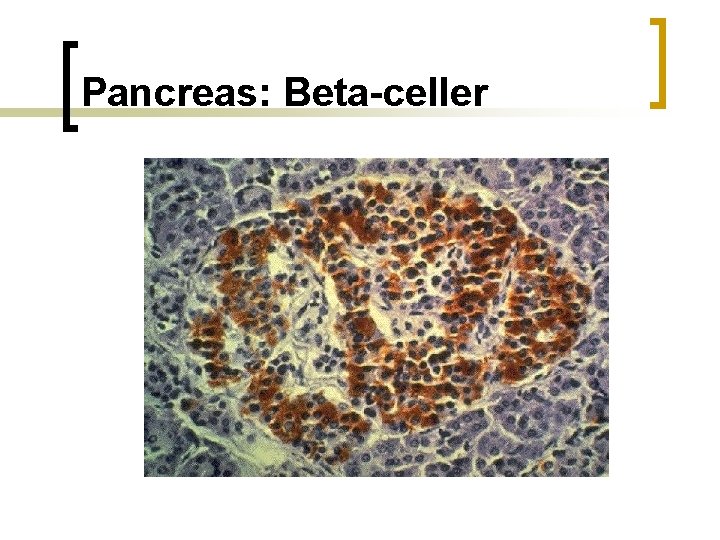 Endokrinologi Det endokrine system I n n n