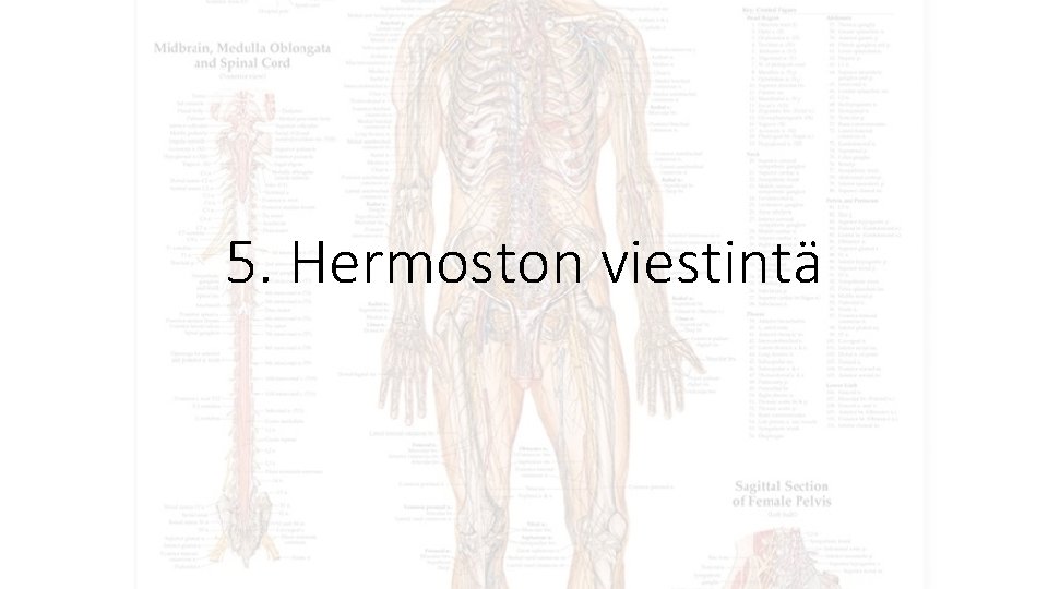 5 Hermoston viestint Hermosolut ja hermoverkot Hermoston solut