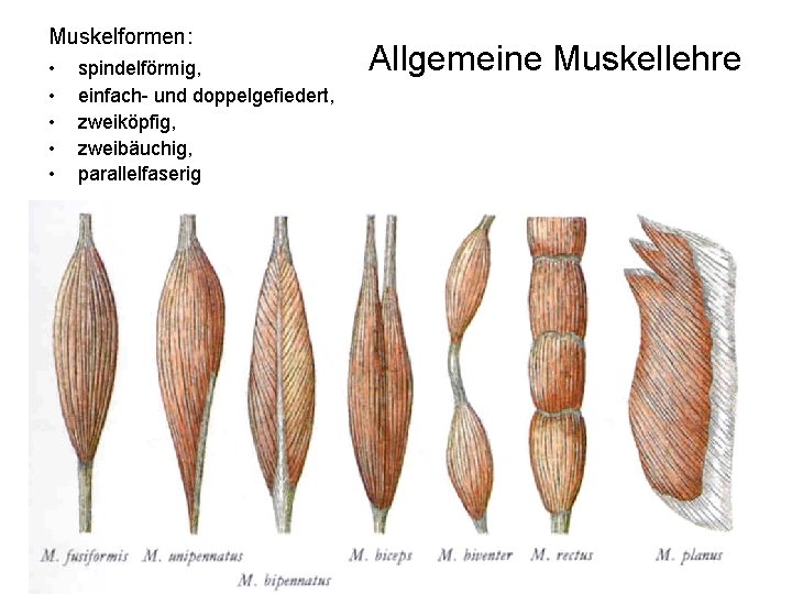 Allgemeine Gelenk und Muskellehre Gelenke Muskeln des Schultergrtels
