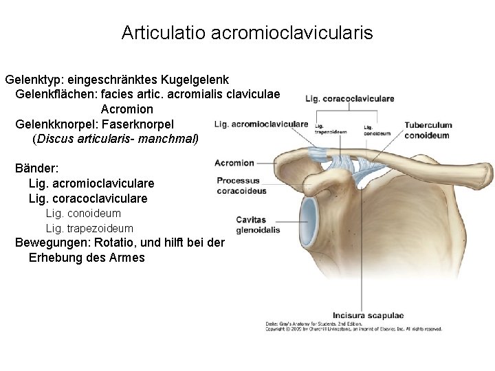 Allgemeine Gelenk und Muskellehre Gelenke Muskeln des Schultergrtels