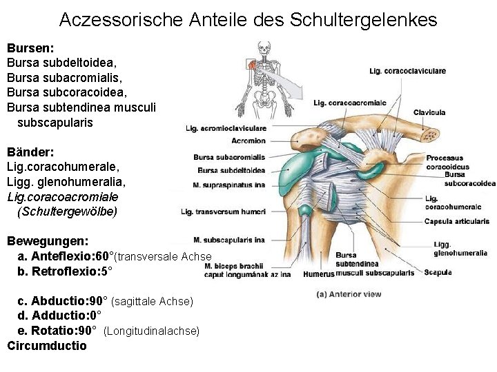 Allgemeine Gelenk und Muskellehre Gelenke Muskeln des Schultergrtels