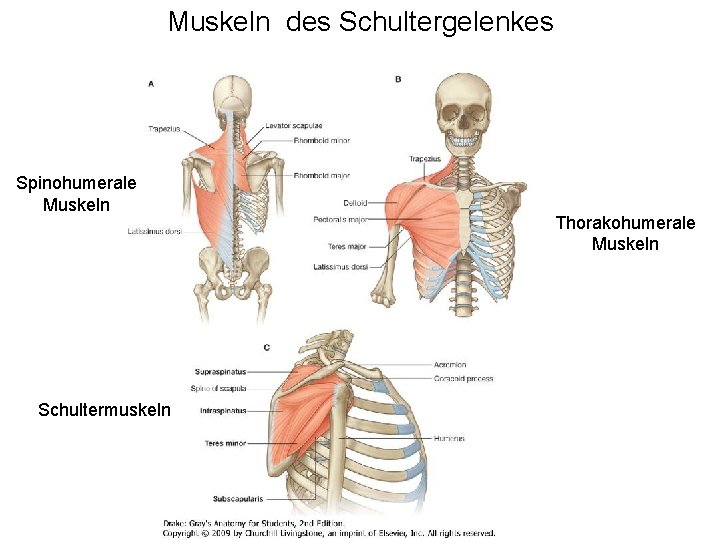 Allgemeine Gelenk und Muskellehre Gelenke Muskeln des Schultergrtels