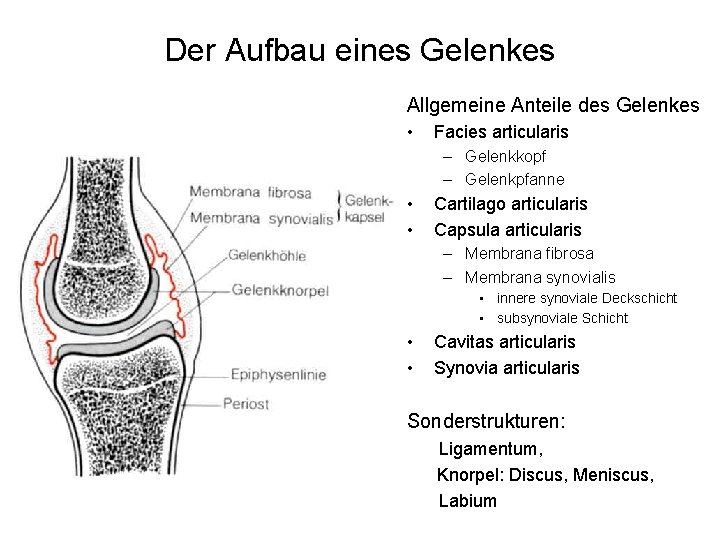 Allgemeine Gelenk und Muskellehre Gelenke Muskeln des Schultergrtels