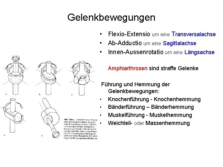 Allgemeine Gelenk und Muskellehre Gelenke Muskeln des Schultergrtels