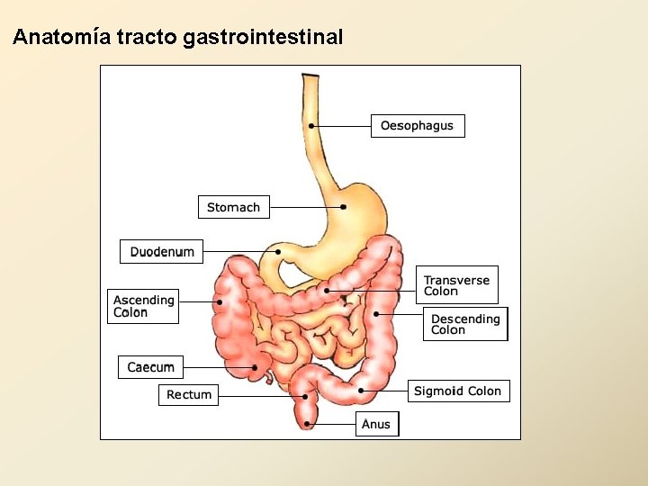 ESTUDIO DE LA FUNCION GASTROINTESTINAL Anatoma tracto gastrointestinal