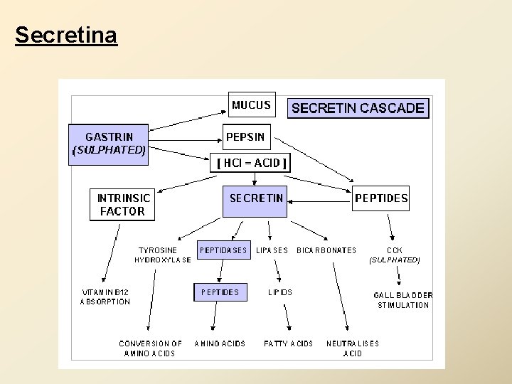ESTUDIO DE LA FUNCION GASTROINTESTINAL Anatoma tracto gastrointestinal