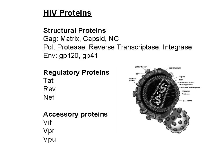 HIV Structure Lifecycle and Replication Background Basic Virology