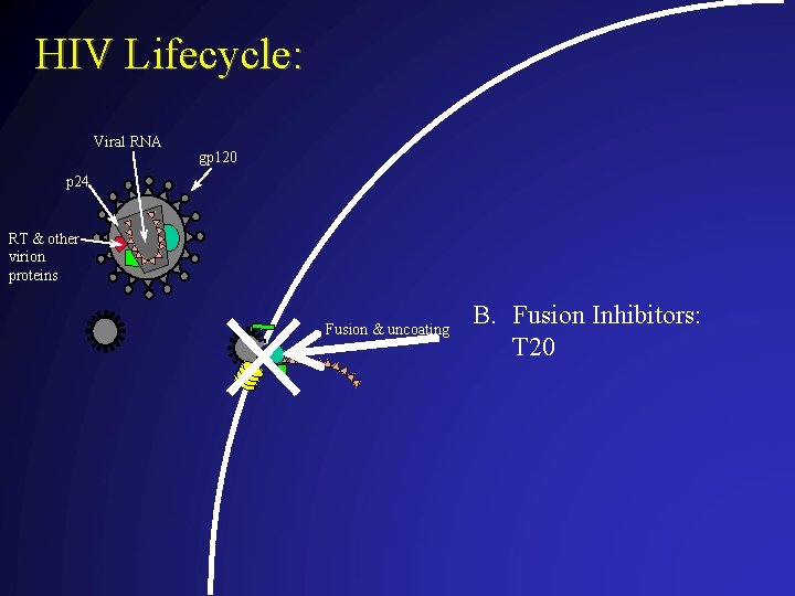 HIV Structure Lifecycle and Replication Background Basic Virology