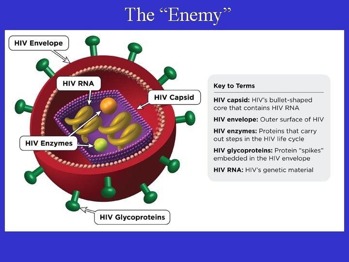 HIV Structure Lifecycle and Replication Background Basic Virology