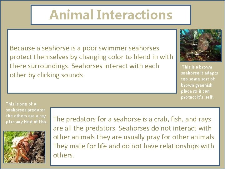 Seahorses By Paige Miller Animal Facts Description Diet