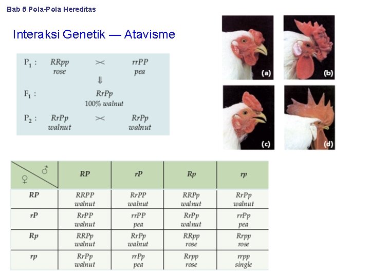 Bab 5 POLAPOLA HEREDITAS Bab 5 PolaPola Hereditas