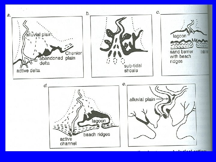 Mangroves also known as Mangal from mangue tree