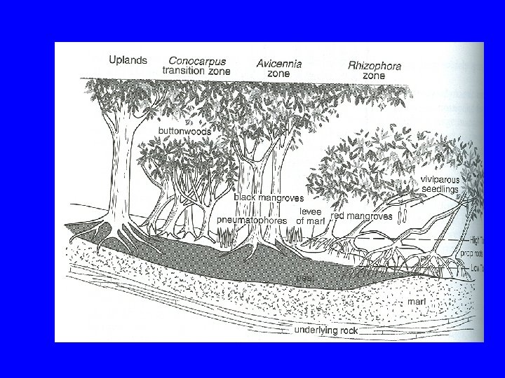 Mangroves also known as Mangal from mangue tree