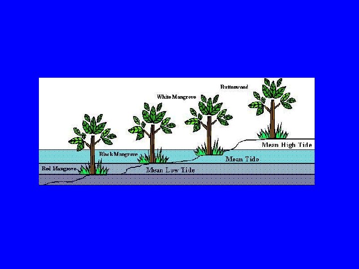 Mangroves also known as Mangal from mangue tree