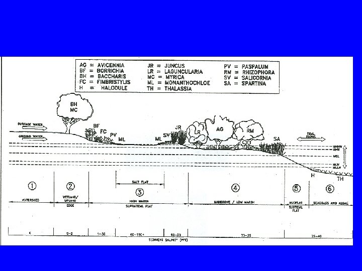 Mangroves also known as Mangal from mangue tree