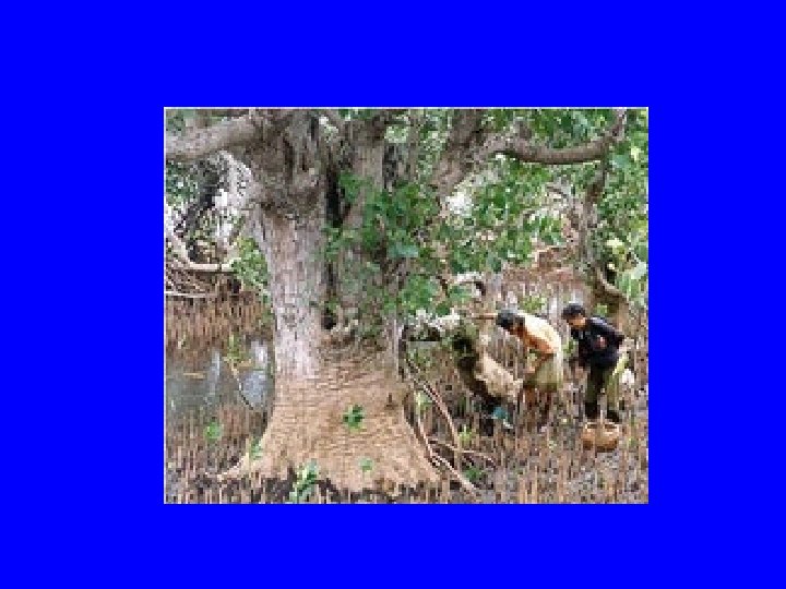 Mangroves also known as Mangal from mangue tree