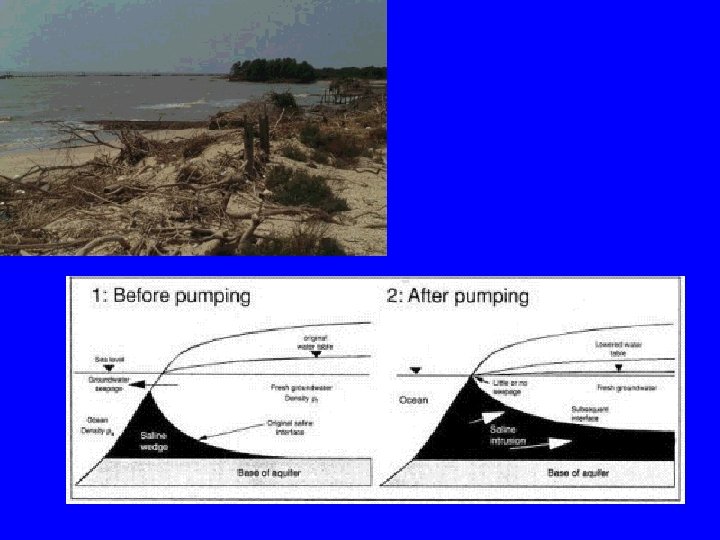 Mangroves also known as Mangal from mangue tree