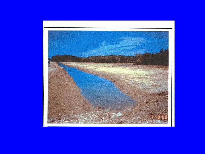 Mangroves also known as Mangal from mangue tree