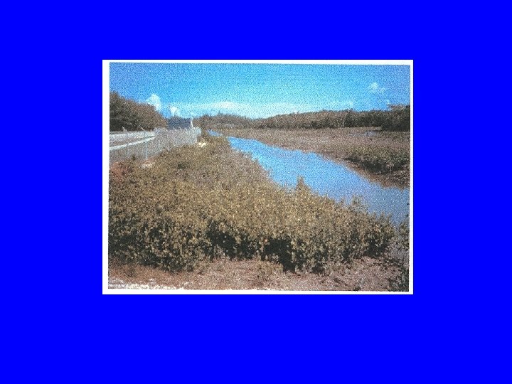 Mangroves also known as Mangal from mangue tree