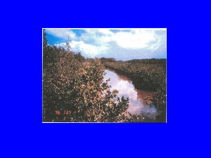 Mangroves also known as Mangal from mangue tree