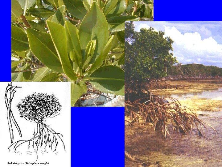 Mangroves also known as Mangal from mangue tree