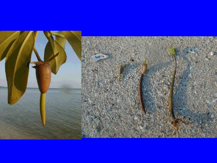 Mangroves also known as Mangal from mangue tree