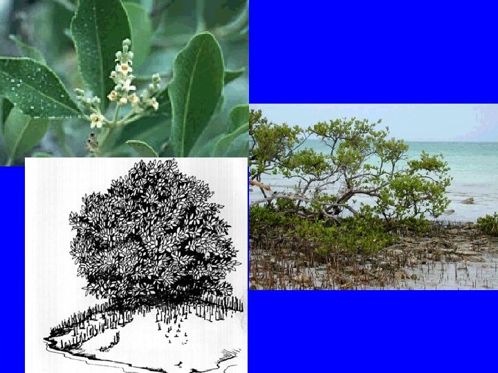 Mangroves also known as Mangal from mangue tree