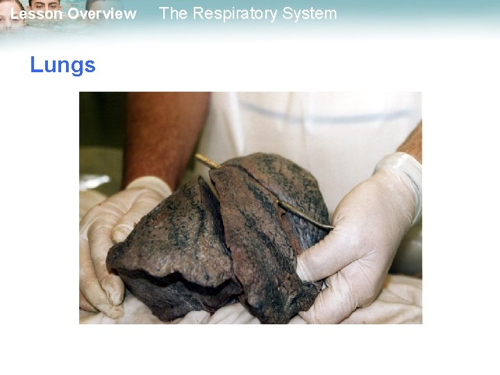 Lesson Overview The Respiratory System 33 3 The