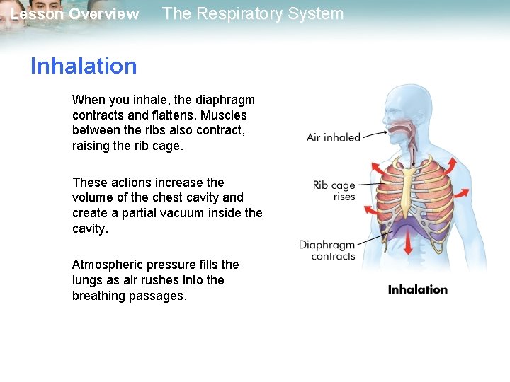 Lesson Overview The Respiratory System 33 3 The