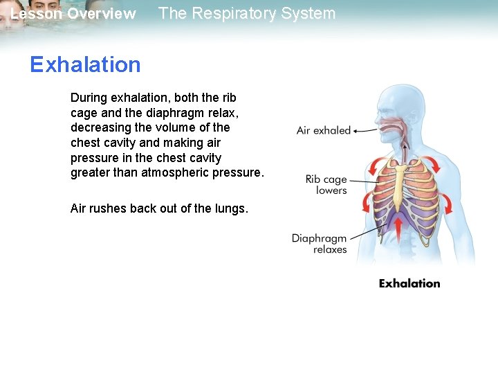 Lesson Overview The Respiratory System 33 3 The