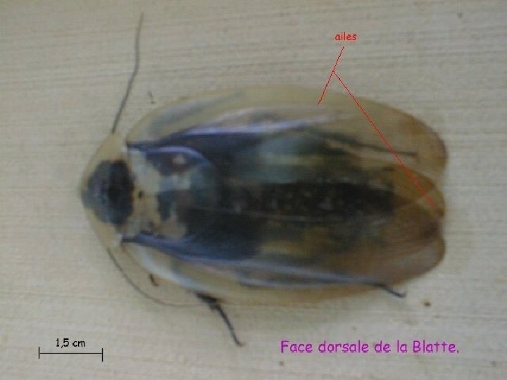 Dissection du systme nerveux de la Blatte en