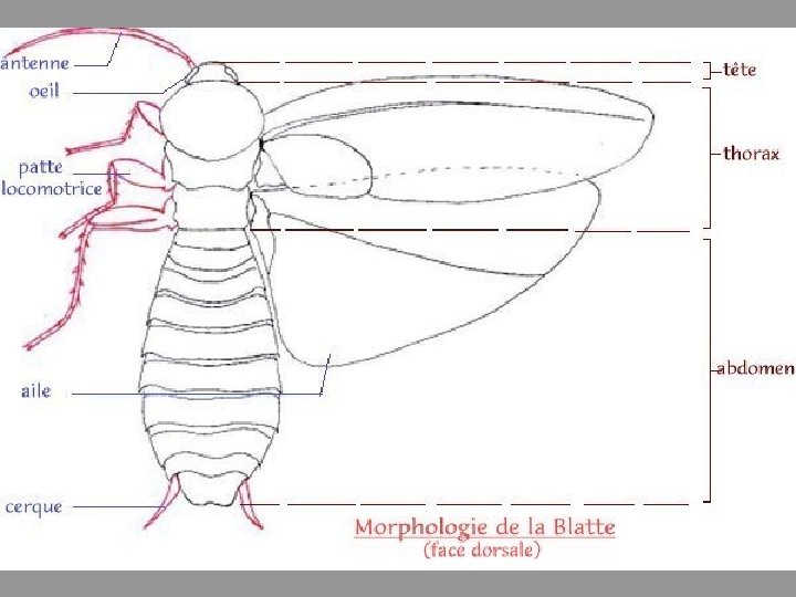 Dissection du systme nerveux de la Blatte en