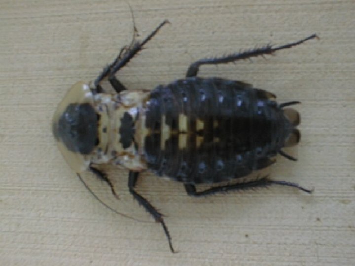 Dissection du systme nerveux de la Blatte en