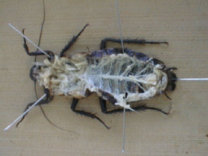 Dissection du systme nerveux de la Blatte en