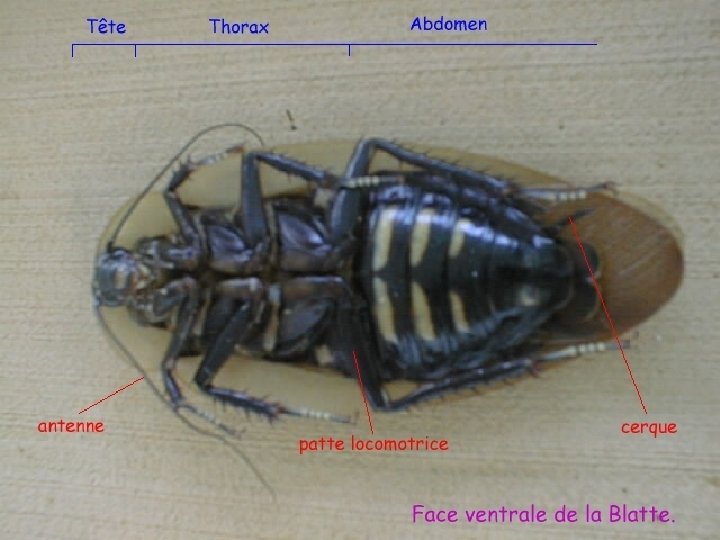 Dissection du systme nerveux de la Blatte en