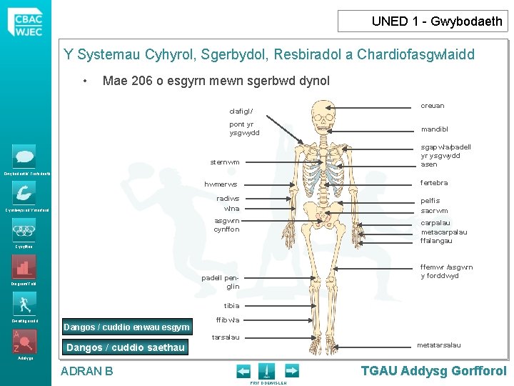 UNED 1 Gwybodaeth Y Systemau Cyhyrol Sgerbydol Resbiradol