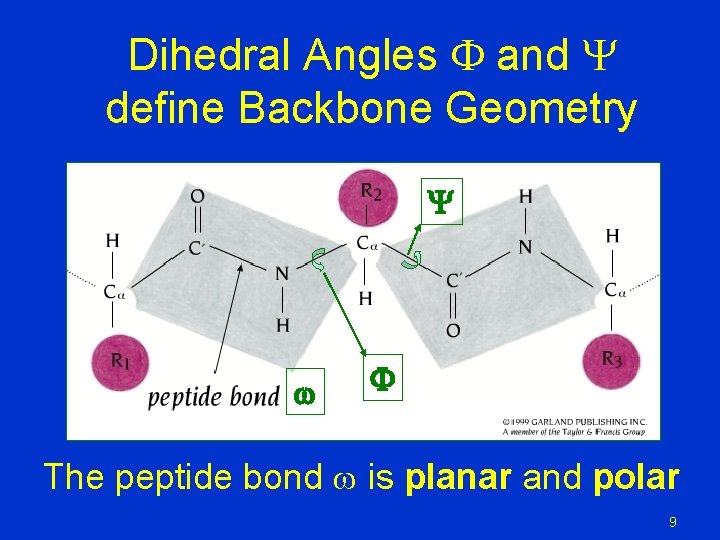 Structure and Function of Proteins Ora SchuelerFurman 2009