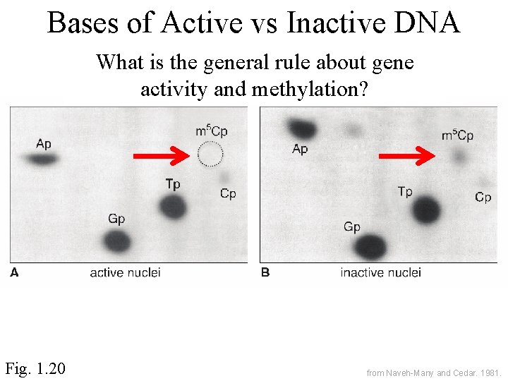 Integrating Concepts in Biology Power Point Slides for