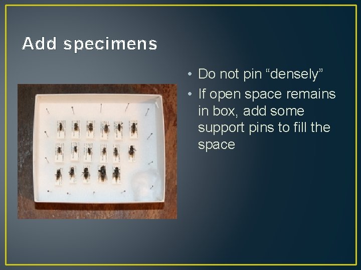 HOW TO SAFELY BOX AND SHIP PINNED INSECTS