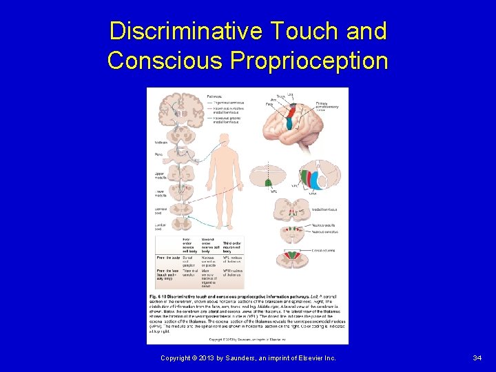 Chapter 6 Somatosensory System Copyright 2013 by Saunders
