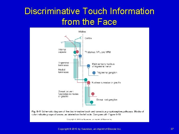 Chapter 6 Somatosensory System Copyright 2013 by Saunders