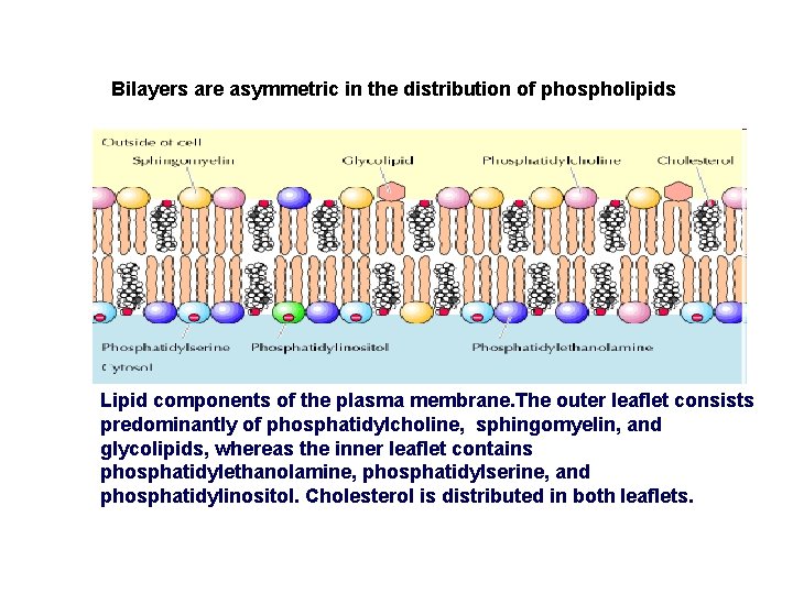 Membranes in cells Membrane structure and function Lecture