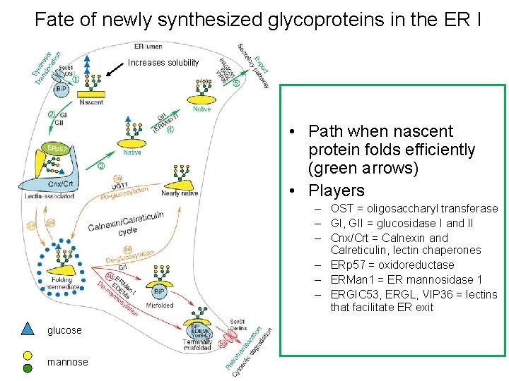Protein Processing in the Endoplasmic Reticulum Phyllis Hanson