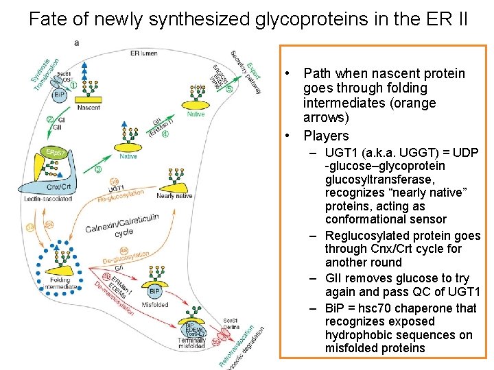Protein Processing in the Endoplasmic Reticulum Phyllis Hanson
