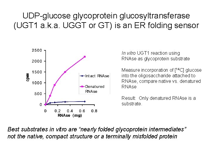 Protein Processing in the Endoplasmic Reticulum Phyllis Hanson